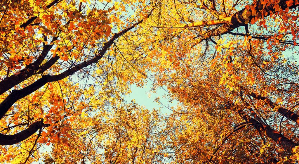 Amazing Fall Color in Upstate NY :: Baseball Hall of Fame, Hiking & More!